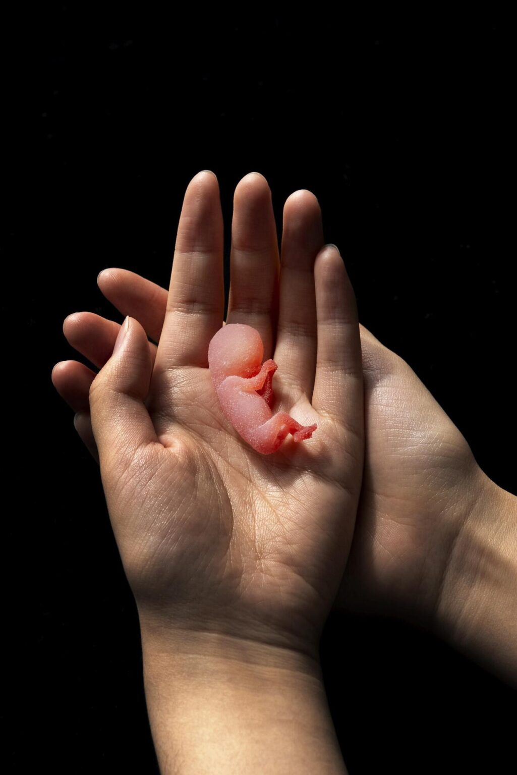 Launch of 3D Embryo Prints Webshop! - 3D Human Development