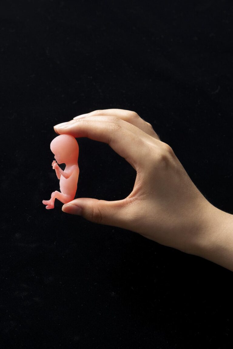 Launch of 3D Embryo Prints Webshop! - 3D Human Development