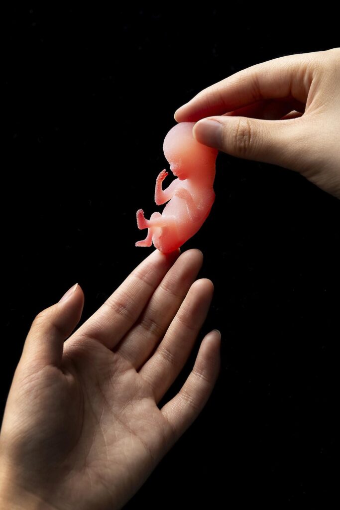 Launch of 3D Embryo Prints Webshop! - 3D Human Development
