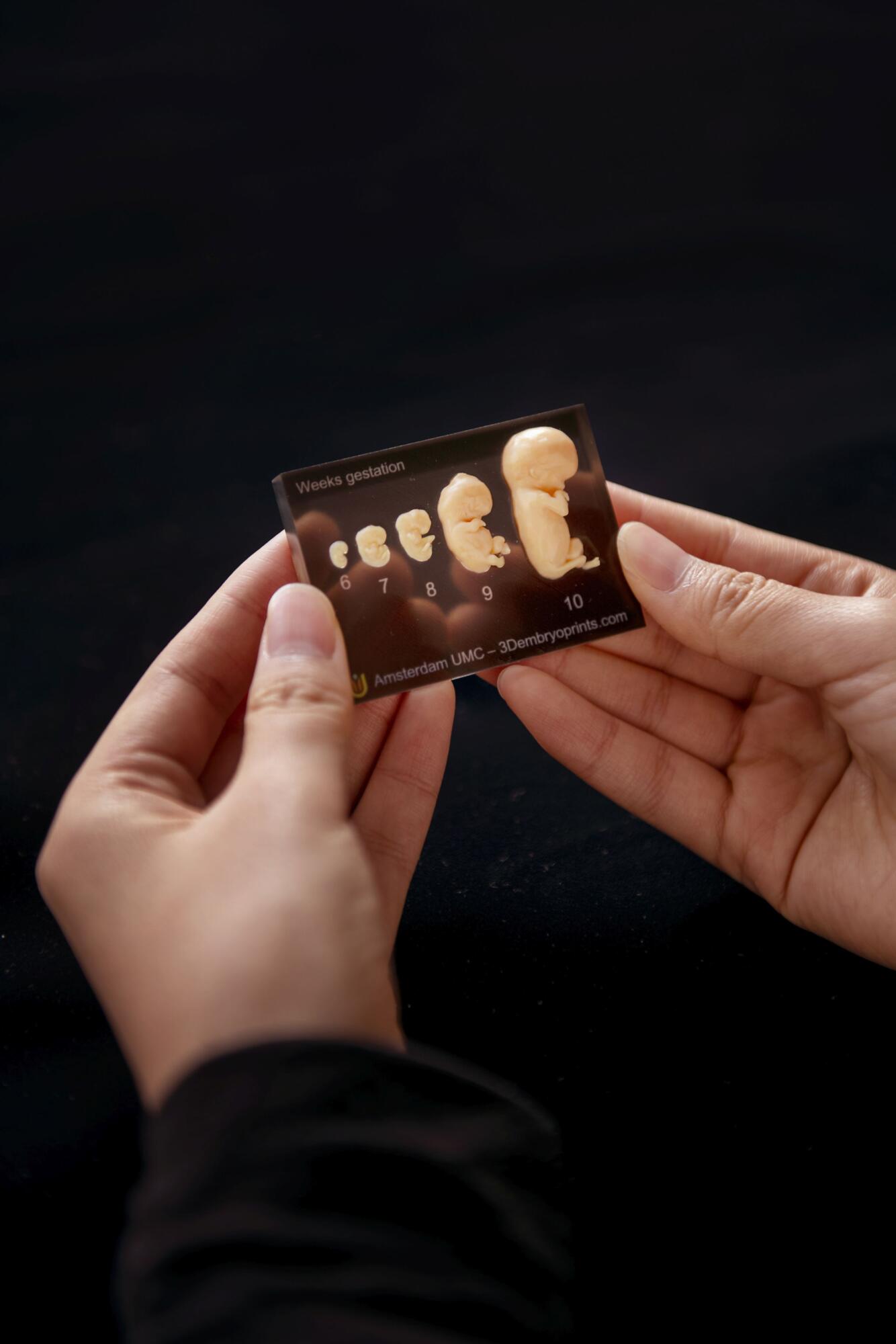 Launch of 3D Embryo Prints Webshop! - 3D Human Development