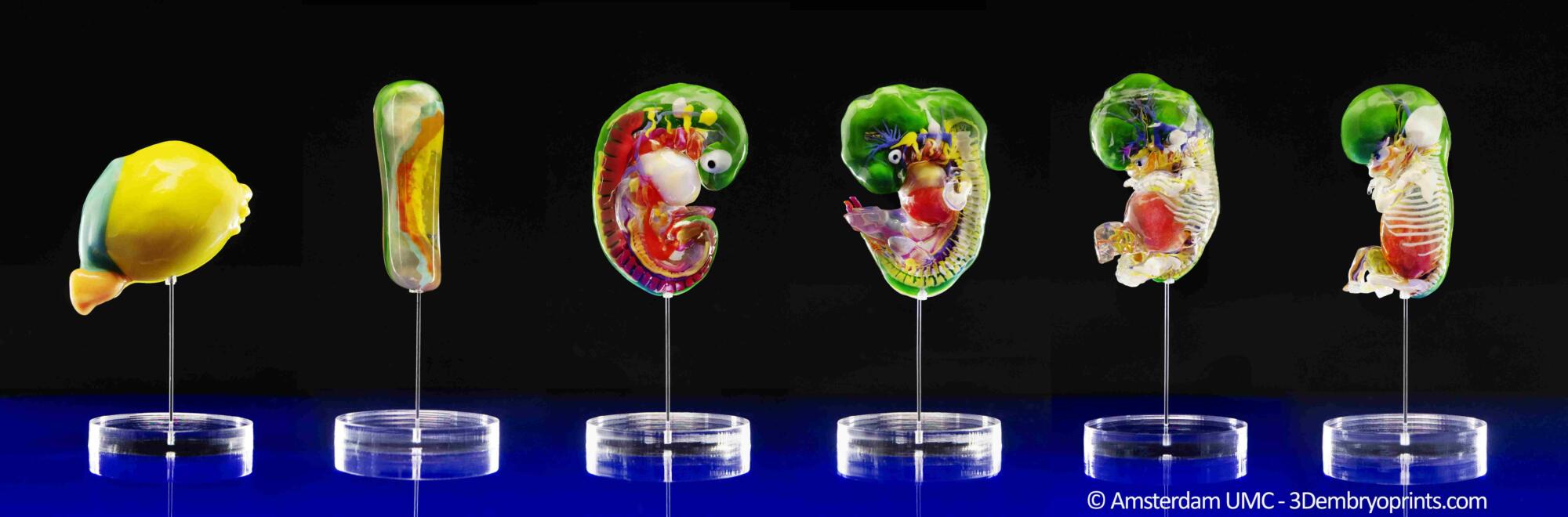 Launch of 3D Embryo Prints Webshop! - 3D Human Development