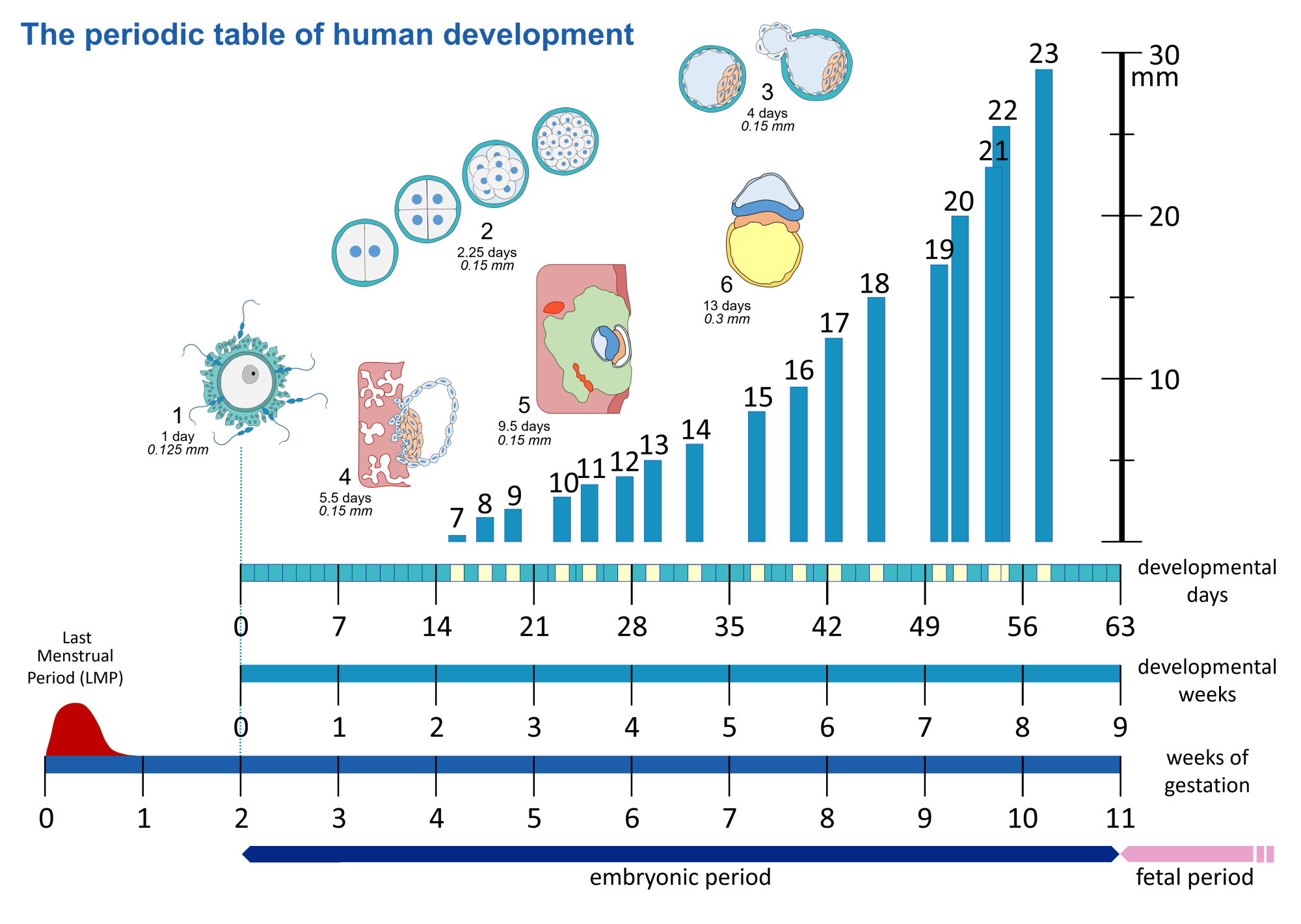 Human Embryonic Staging Paper published in LIFE - 3D Human Development