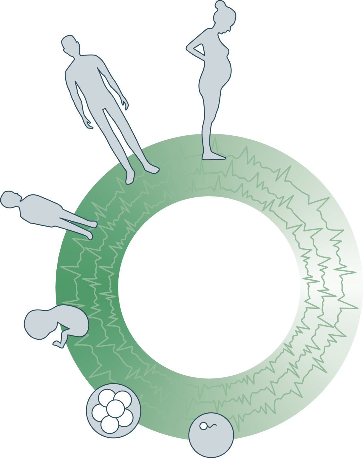 A Dream Realized: 3D Real-Time Embryology is Here! - 3D Human Development