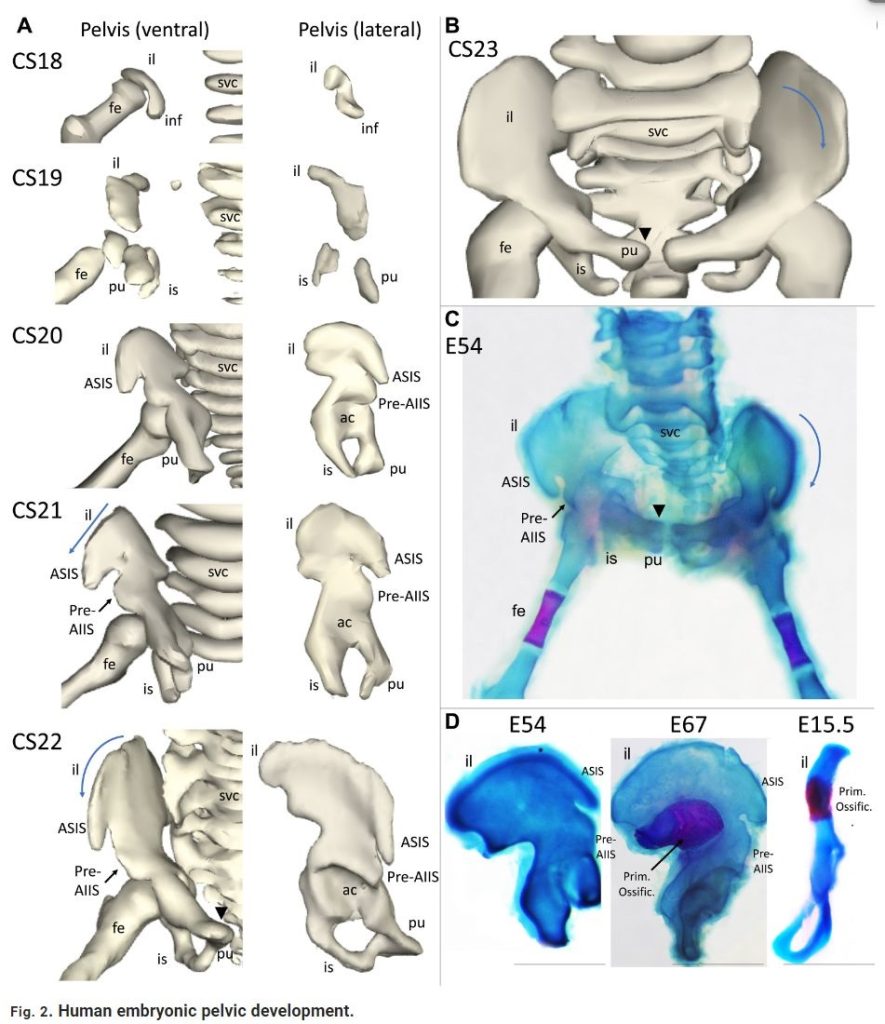 Publications - 3D Human Development